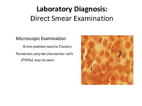 Staphylococcus Morphology Grampositive Cocci In Clusters Staphylococcus Streptococcus