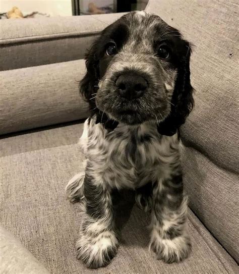 Cocker Spaniel On Instagram Black And White Dog Sitting On Couch