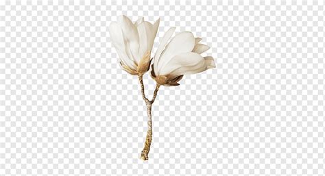 Flower Blog Flower Branch Plant Stem Twig Png PNGWing