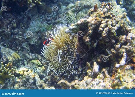 Pequeño Pez Payaso De Actinia Foto Submarina De Coral Pez Nemo En