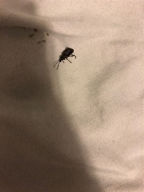 What Is This Bug Found On The Bed And Has A Hard Shell Like Abdomen PNW Area R Whatsthisbug