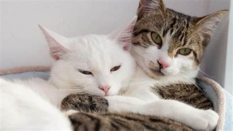 How Long Are Cats In Heat Everything You Need To Know