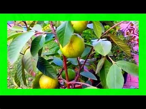 Learn How To Grow Guava Tree From Seeds Cuttings And Layering In Pots And Ground Guava