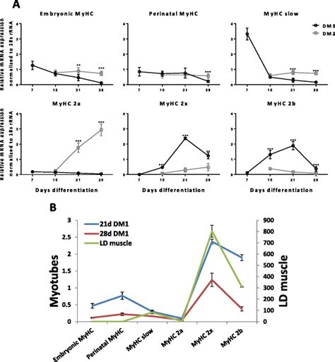 Extended Myotube Cultures Exhibited Phenotype Plasticity And Postnatal