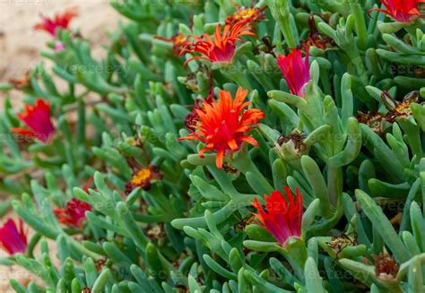 Malephora Crocea Groundcover Ornamental Plant With Red Flowers Near A Hotel In Marsa Alama