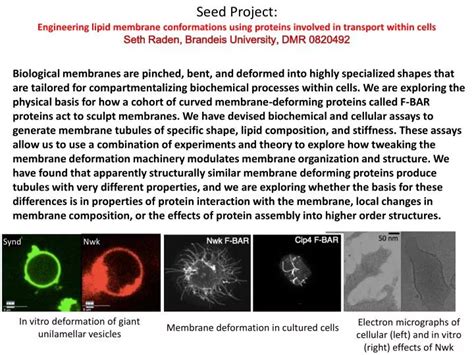 PPT Seed Project PowerPoint Presentation Free Download ID 2859465