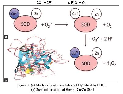 Superoxide Dismutase SOD A Promising Enzyme In The Area Of