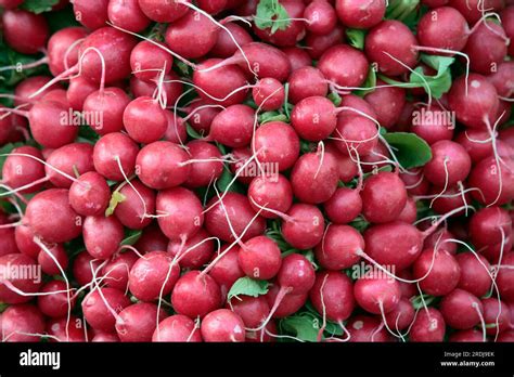 Radish Raphanus Sativus Sativus Root Fruit Radish Europe Radish
