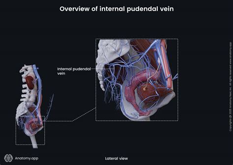 Overview Of Internal Pudendal Vein Female Anatomyapp