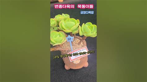 10월28일 변종다육 010 9267 6070 다육판매 박지현 그대가 웃으면 좋아 Shorts Youtube