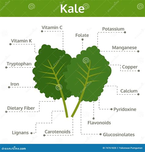 Kale Nutrient Of Facts And Health Benefits Info Graphic Stock Vector