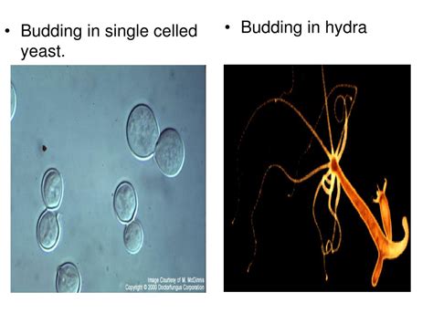 Ppt Reproduction Part 1 Asexual Vs Sexual Reproduction Powerpoint