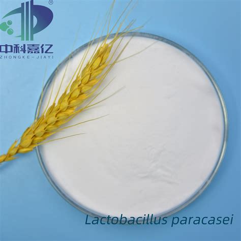 Lactobacillus Paracasei Probiotic Gut Health Support China Lactobacillus Paracasei Supplement