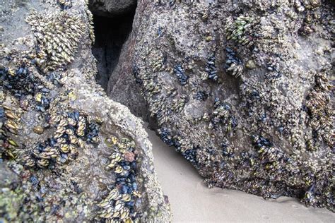 Premium Photo Wild Barnacles On A Rock By The Sea