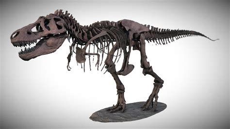Tyrannosaurus Rex Amnh Quick Scan Download Free 3d Model By