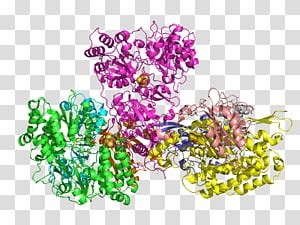 Tree Leaf Respiratory Complex I Oxidative Phosphorylation Redox