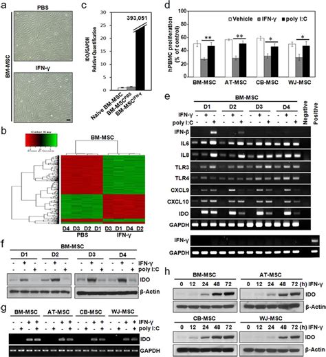 Ifn γ Priming Commonly Induces Ido Expression In Mscs But Tlr3