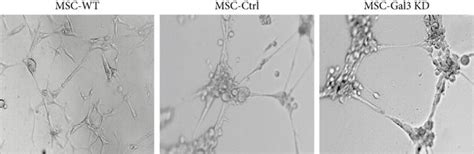 Characterization Of Msc Lines By Differentiation Assays A Trilineage
