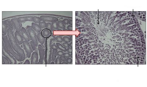 Male Histology Diagram Quizlet