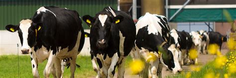Erve Slendebroek Zwolse Stadslanderijen