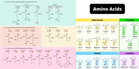 Classification Of Amino Acids Amino Acid Structure And Classifications