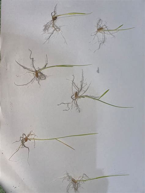 Benih Padi Object Detection Model By Inkubator Benih