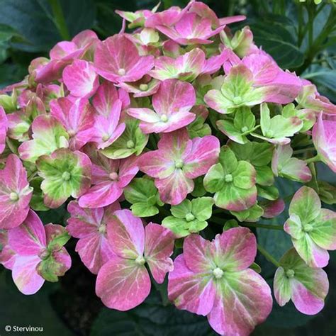 Hortensia Hydrangea Macrophylla Valvert Pot De 1 5l 2l Jardiland