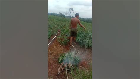 Ambil Daun Sigkong Youtube