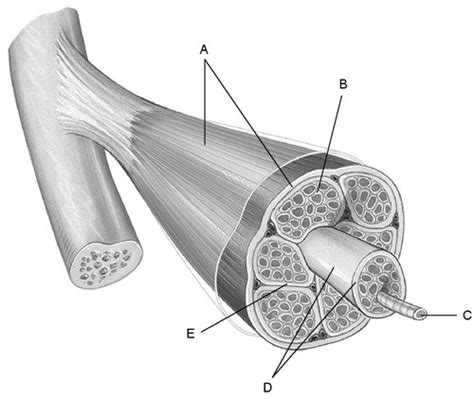 Diagram Of Connective Tissue Surrounding The Muscle Ch 9 Fig