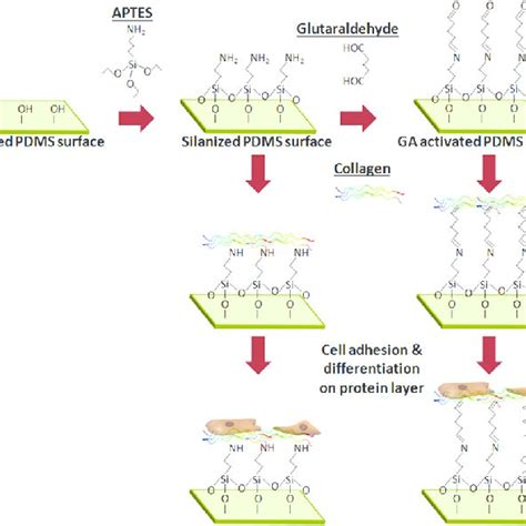 Schematic Illustration Of Pdms Surface Modification By Aptes ± Ga