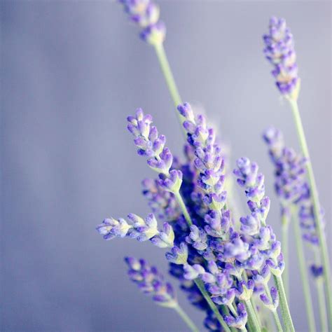 Flowers Kaggle