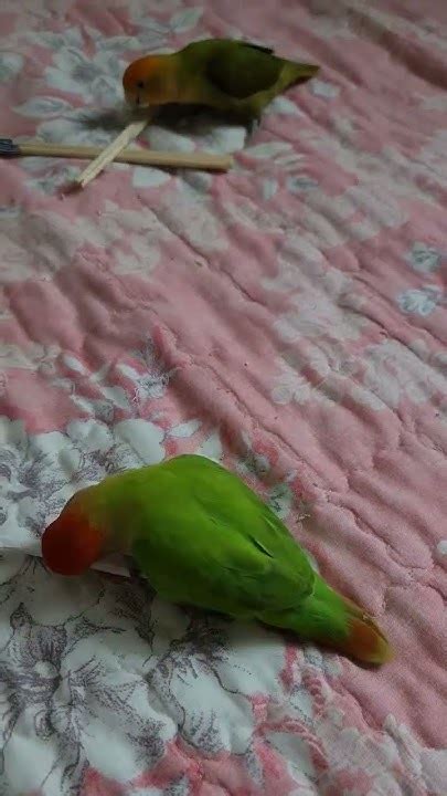 종이빨대로 모란앵무 수는 혼자서도 잘 놀아요 Youtube