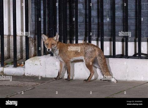 A Fox Appears Outside 10 Downing Street Image Shot On 25th Oct 2022