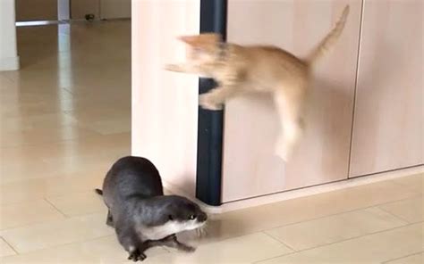 激しくじゃれ合う子猫とカワウソ。遊びたい気持ちが抑えきれなくて大変なことに♡ エウレカねこ部