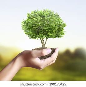 Hand Holding Green Leaf Tree On Stock Photo 1676178760 Shutterstock