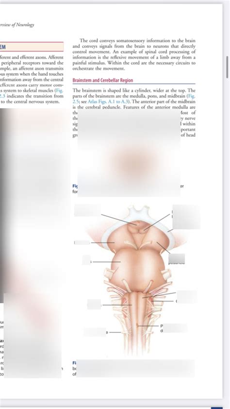 Brain Diagram Quizlet