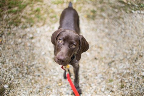 How To Stop My Dog From Lunging At Other Dogs Why Do Labradors Lunge