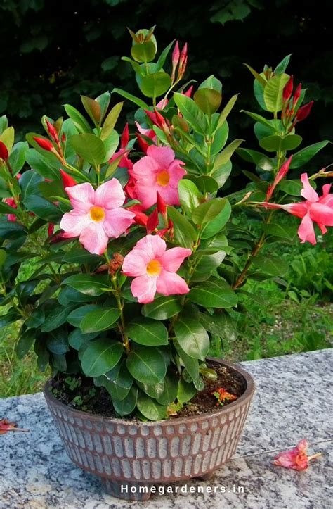 Mandevilla Vine Care How To Grow Colorful Mandevilla Artofit
