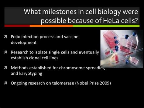 Hela Cell Lines