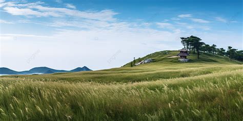 나무와 밝은 푸른 하늘이 있는 언덕 위의 풀 가을 건축학 경남 배경 일러스트 및 사진 무료 다운로드 Pngtree