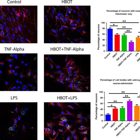 Mitochondrial Transfer To Primary Cortical Neurons Migration Of