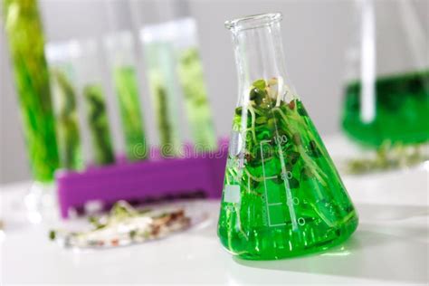 Research And Biotech Science Scientists Are Developing Research On Algae Bio Energy Biofuel