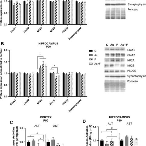 Glutamate Ionotropic Receptor Subunit Psd95 And Synaptophysin Protein Download Scientific