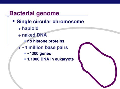 Dna Structure And Organization In The Cell Ppt Download