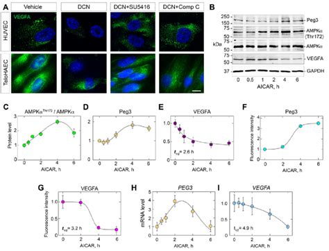 Intracellular Vegfa And Peg3 Is Governed By Ampk In Endothelial Cells