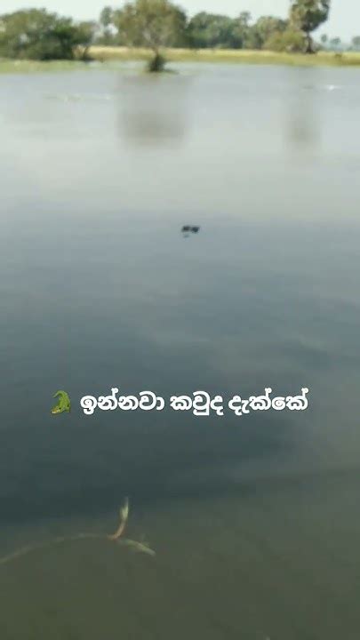 කිඹුලෙක් ඉන්නවා කවුද දැක්කේ 🐊 Youtube