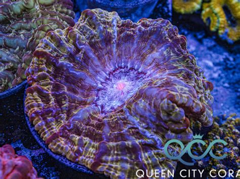Branching Bubble Coral Rare Wysiwyg Queen City Corals