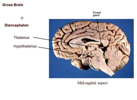 The Gross Brain And Spinal Colum Flashcards Quizlet