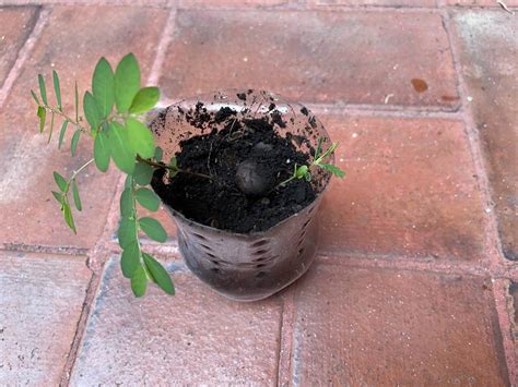 5 Formas De Reutilizar Una Botella De Plástico En El Jardín