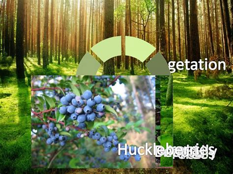 Temperate Deciduous Forest Biome Ppt
